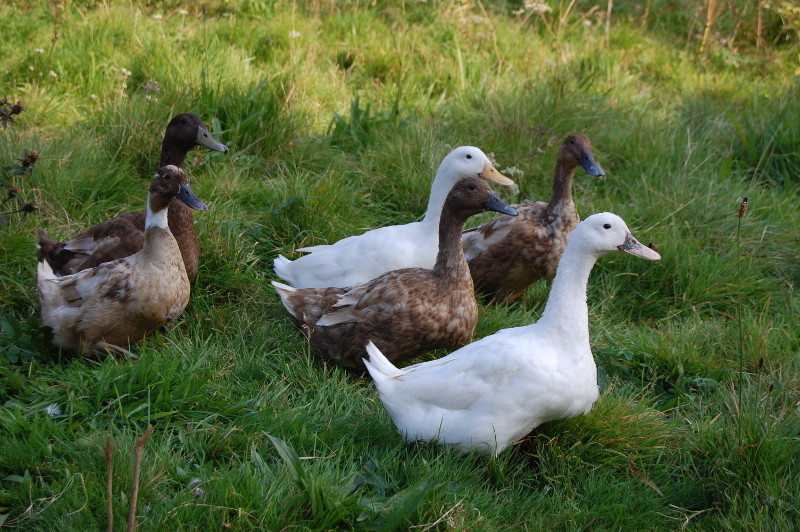 Runach Arainn - Booking and Availability - Yurt Glamping on the Isle of ...