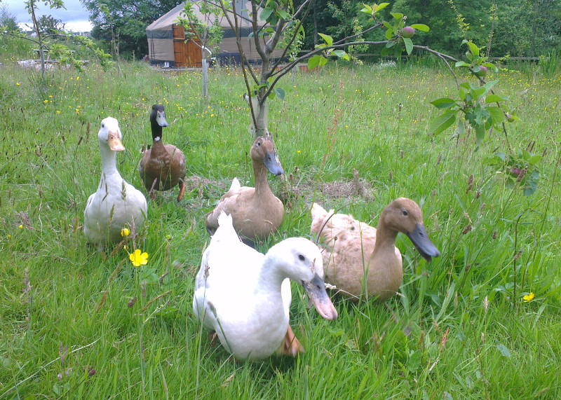 Runach Arainn - Our Yurts - Yurt Glamping on the Isle of Arran, Scotland